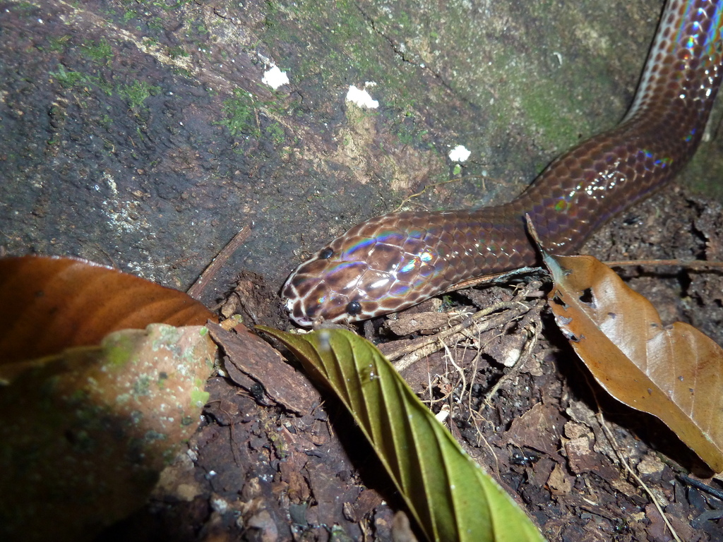 Asian Sunbeam Snake from Selangor, Malaysia on March 29, 2011 at 11:11 ...