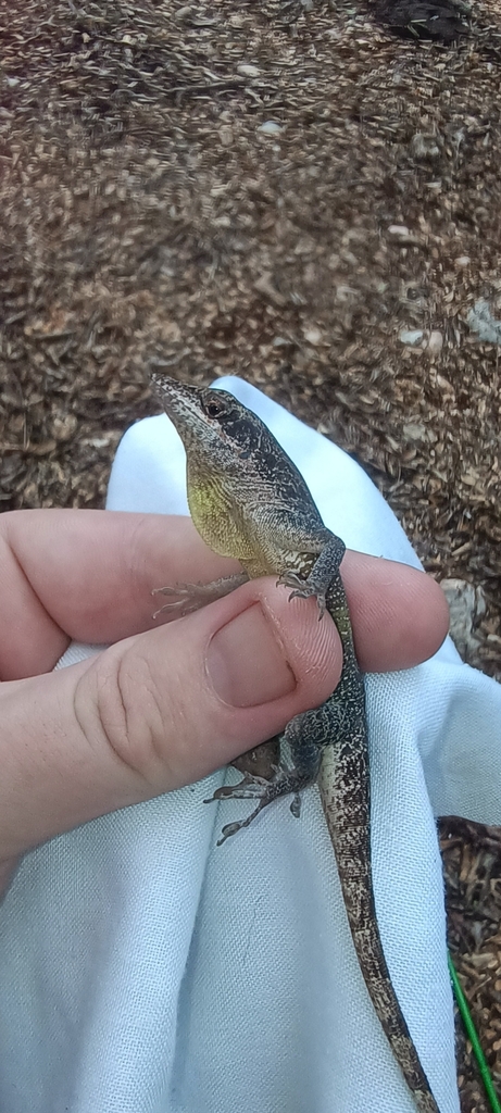 Barahona Green Anole from Oviedo, Dominican Republic on February 17 ...