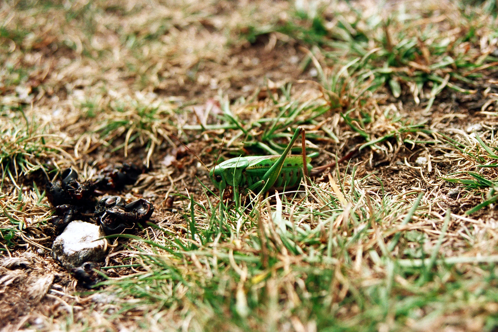 Wart-biter from Sentiero per la Conca del Prà, 10060 Bobbio Pellice TO ...