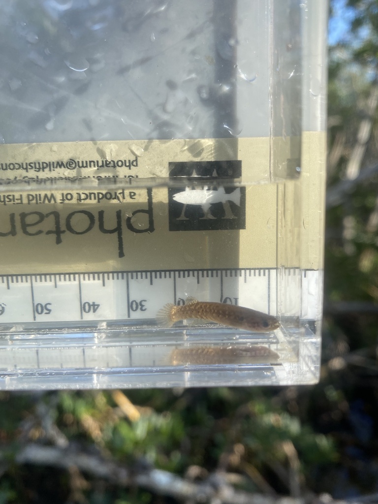 Mangrove Killifish from Emerson Point Preserve, Bradenton, FL, US on ...