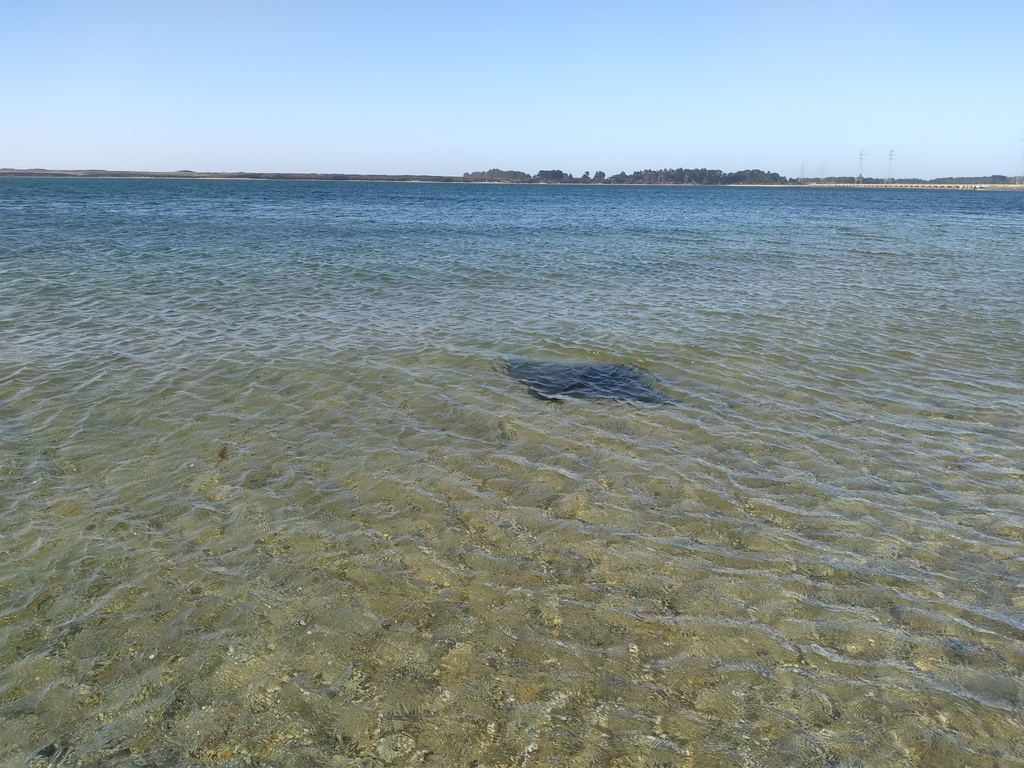 Southern Eagle Ray from Invercargill, NZ-SO, NZ on January 28, 2023 at ...