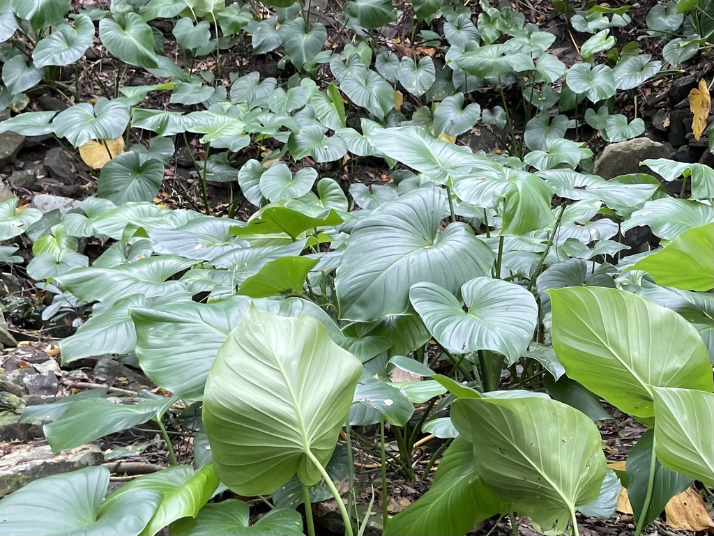 Homalomena philippinensis in July 2022 by YH Chang · iNaturalist
