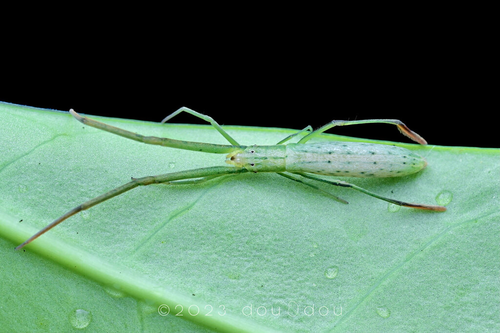 Feather-legged Spiders from 中国海南省昌江黎族自治县霸王岭 on January 12, 2023 at 11: ...