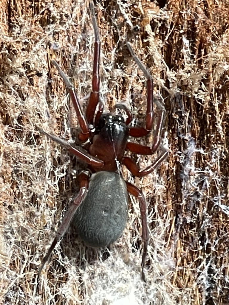 Entelegyne Spiders from Green Valley School Rd, Sebastopol, CA, US on ...