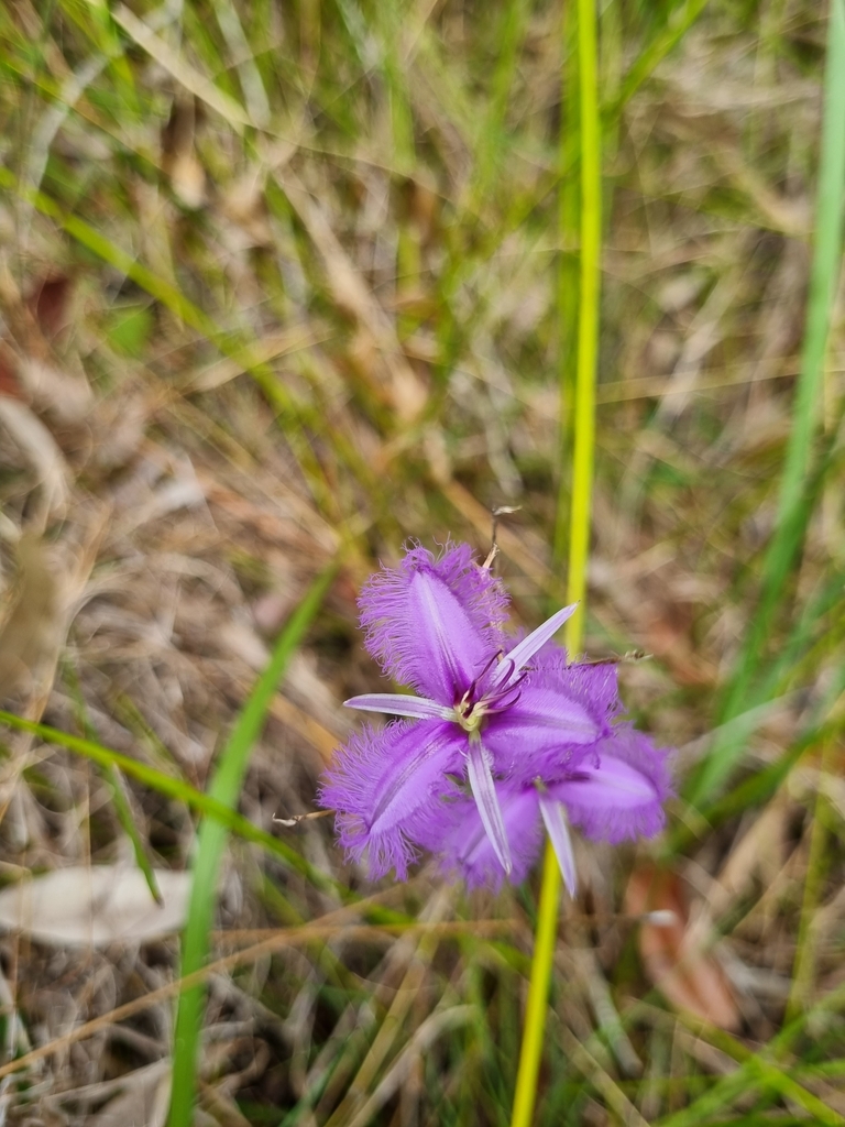 Common Fringe-lily from Tin Can Bay on February 16, 2023 by Rea McGrath ...