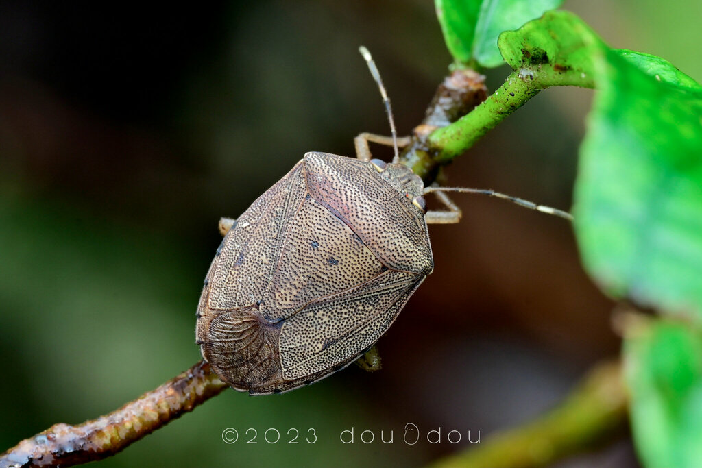 Paterculus from 中国海南省昌江黎族自治县霸王岭 on January 12, 2023 by 豆豆 · iNaturalist