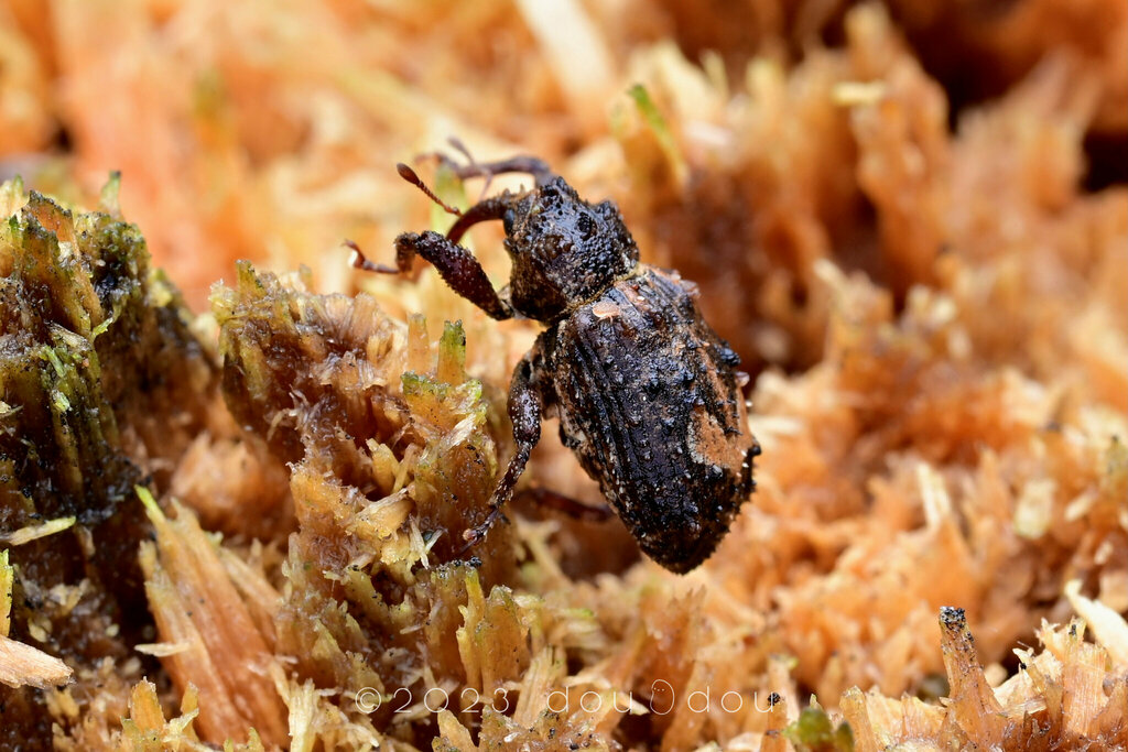 Colobodes from 中国海南省昌江黎族自治县霸王岭 on January 12, 2023 by Fan Gao · iNaturalist