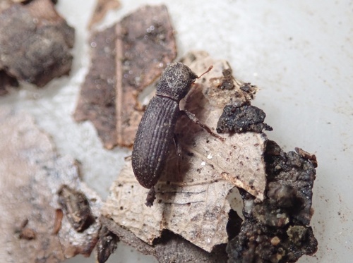 Stenochinus bacillus · iNaturalist