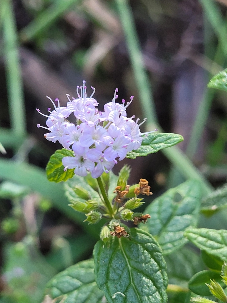 forest mint from Sherbrooke VIC 3789, Australia on February 18, 2023 at ...