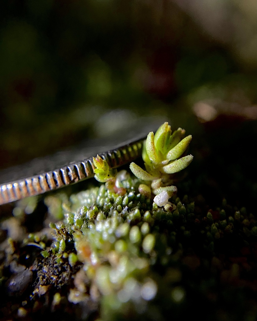 Crassula colligata lamprosperma from S Farber Ave, Glendora, CA, US on ...
