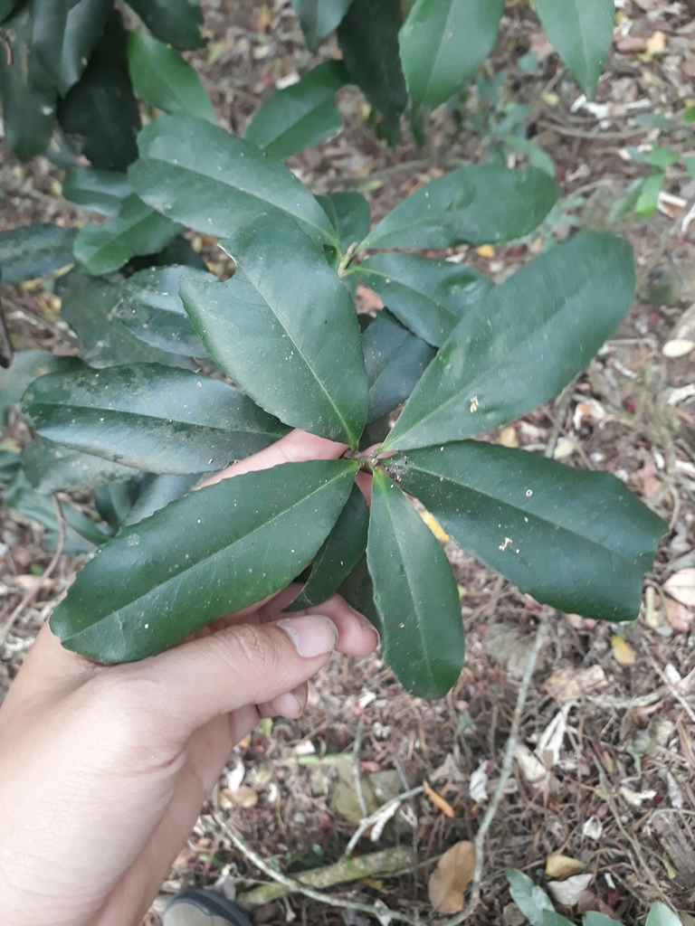Pyrenaria microcarpa ovalifolia in February 2023 by ihenglan · iNaturalist