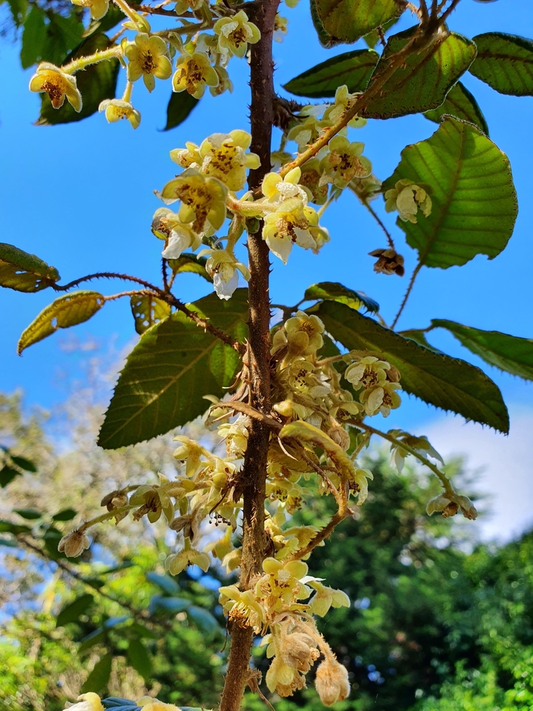 bush lawyer from Springbrook QLD 4213, Australia on September 12, 2021 ...