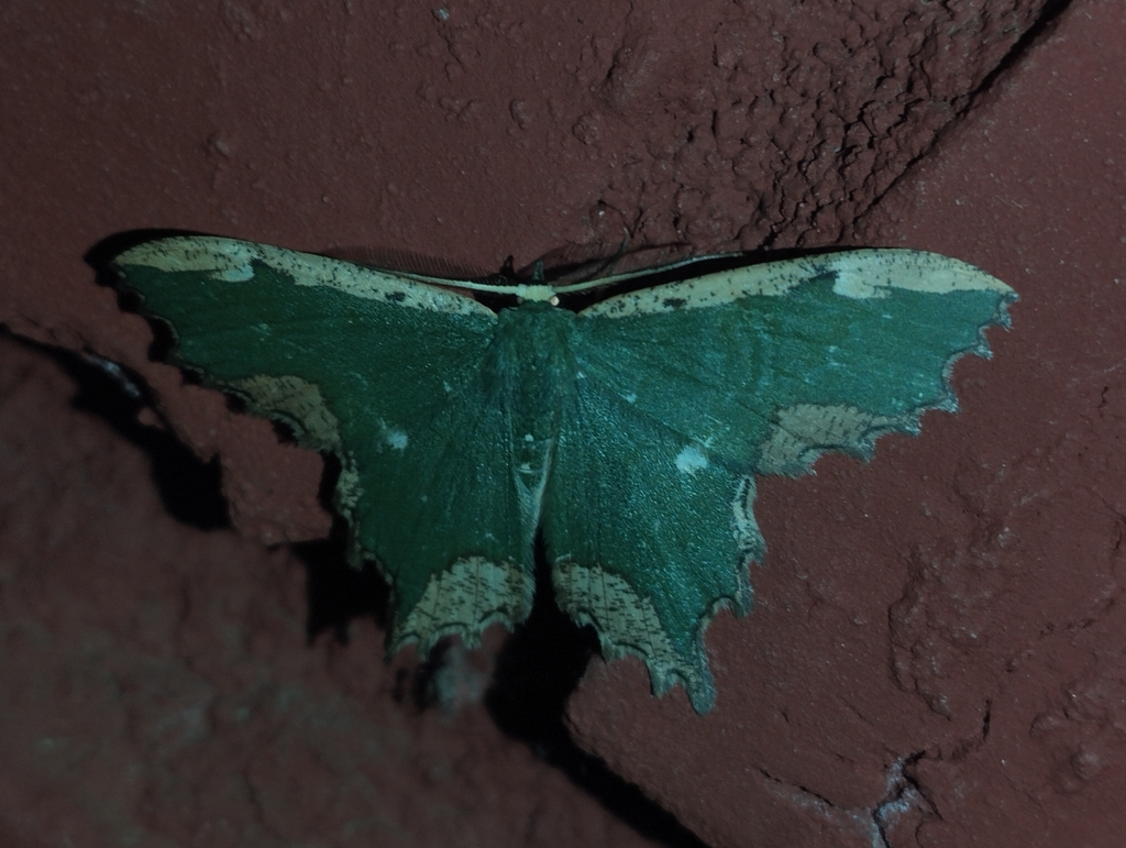 Maxates coelataria from Audala, Karnataka 581336, India on February 18 ...