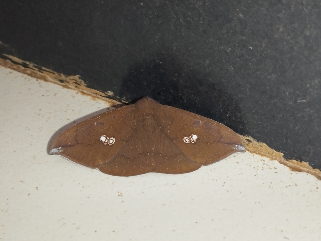 Butterflies and Moths from Audala, Karnataka 581336, India on February ...