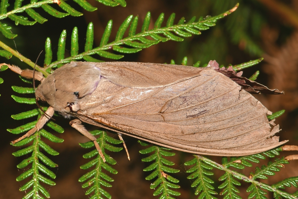 Mustard Ghost Moth from Tuerong VIC 3915, Australia on February 17 ...