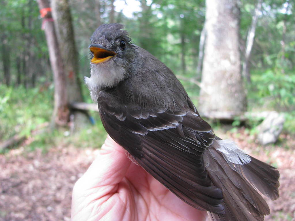 Eastern Wood-Pewee (Birds of Skiff Mountain South Preserve & Skiff ...