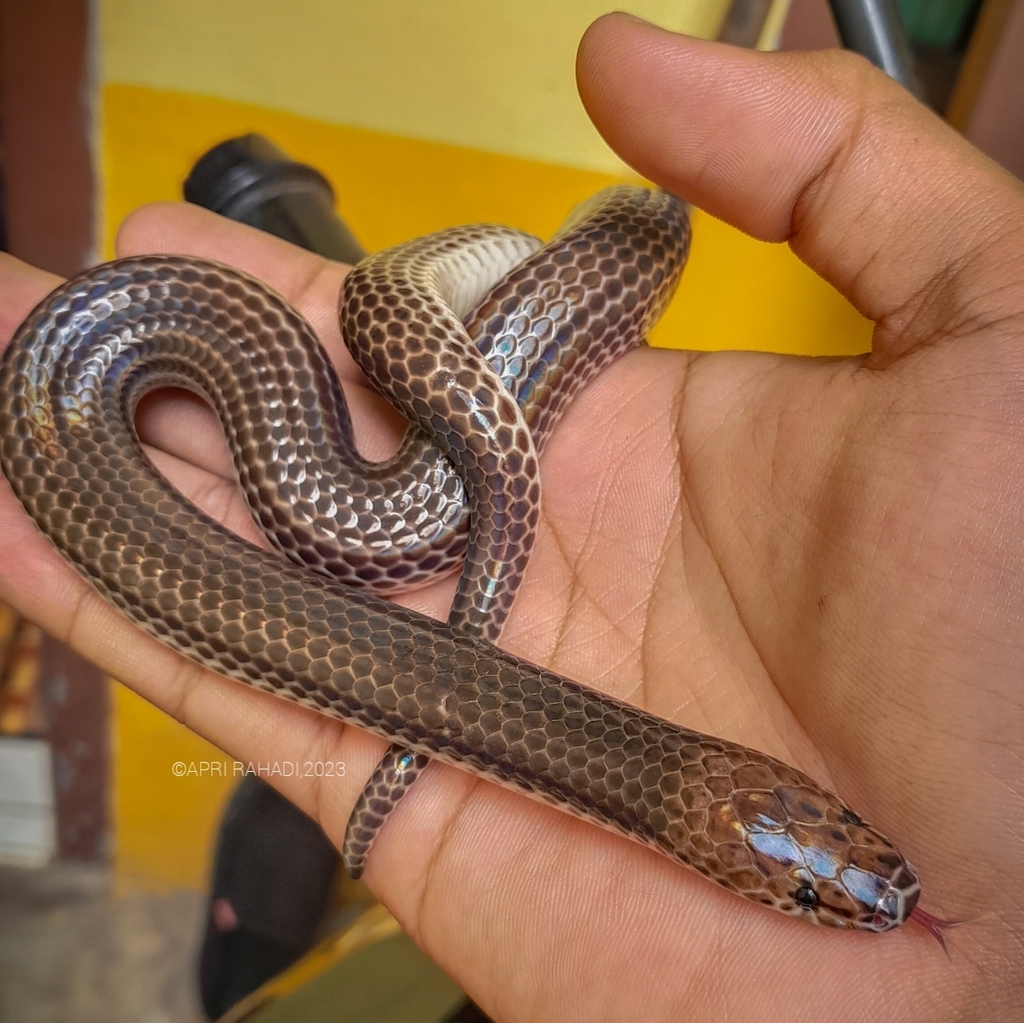 Asian Sunbeam Snake from Jambi on February 12, 2023 at 01:56 PM by Apri ...