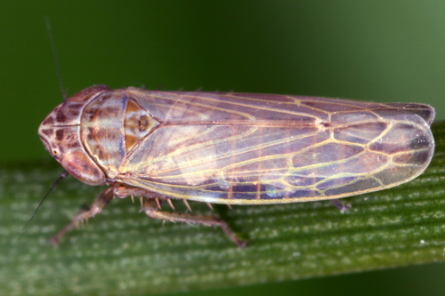Psammotettix helvolus · iNaturalist Ecuador