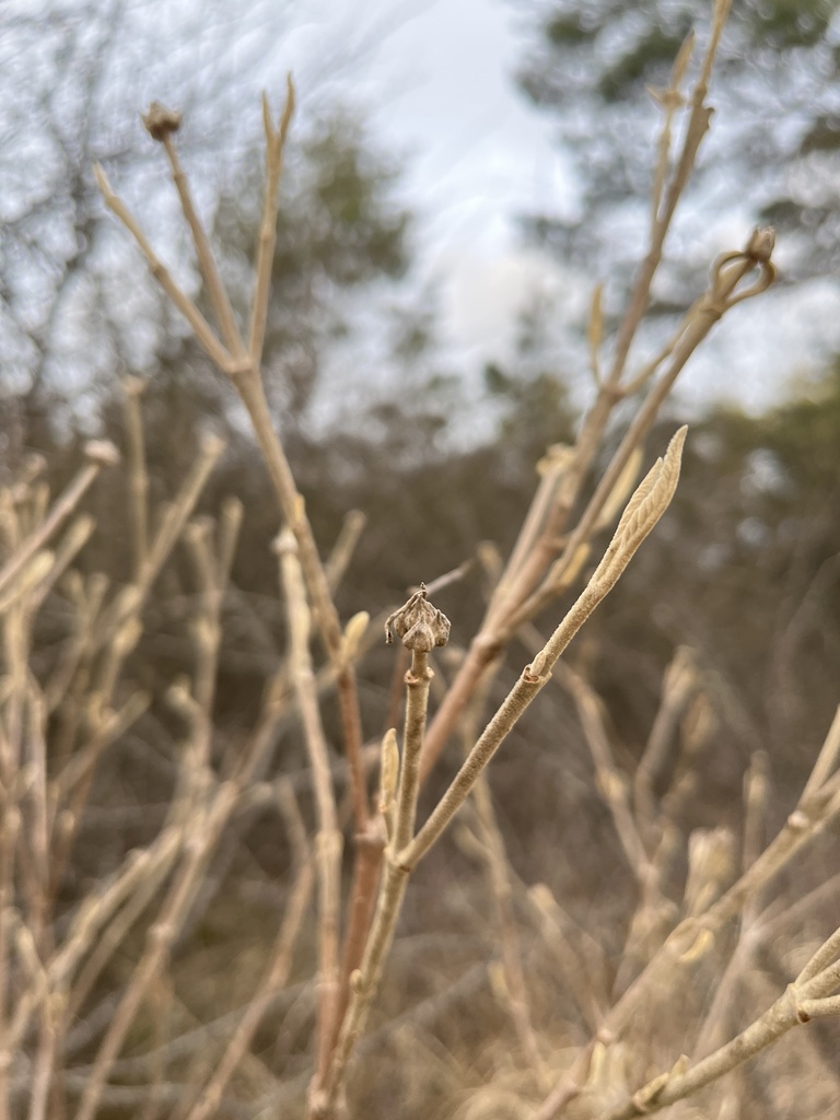 Wayfaring-tree from Mering, Bayern, DE on February 18, 2023 at 05:01 PM ...