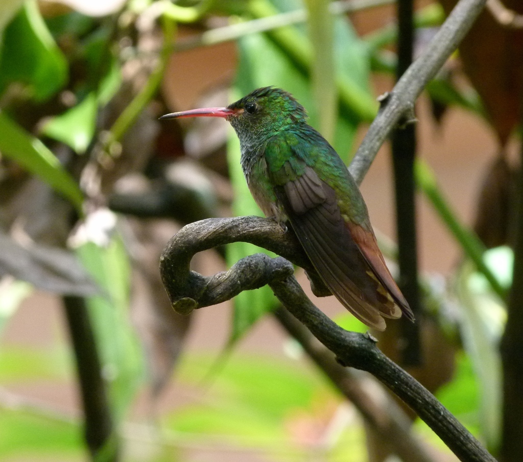 Rufous-tailed Hummingbird from San Jose Soccoths, Cayo, Belize on ...