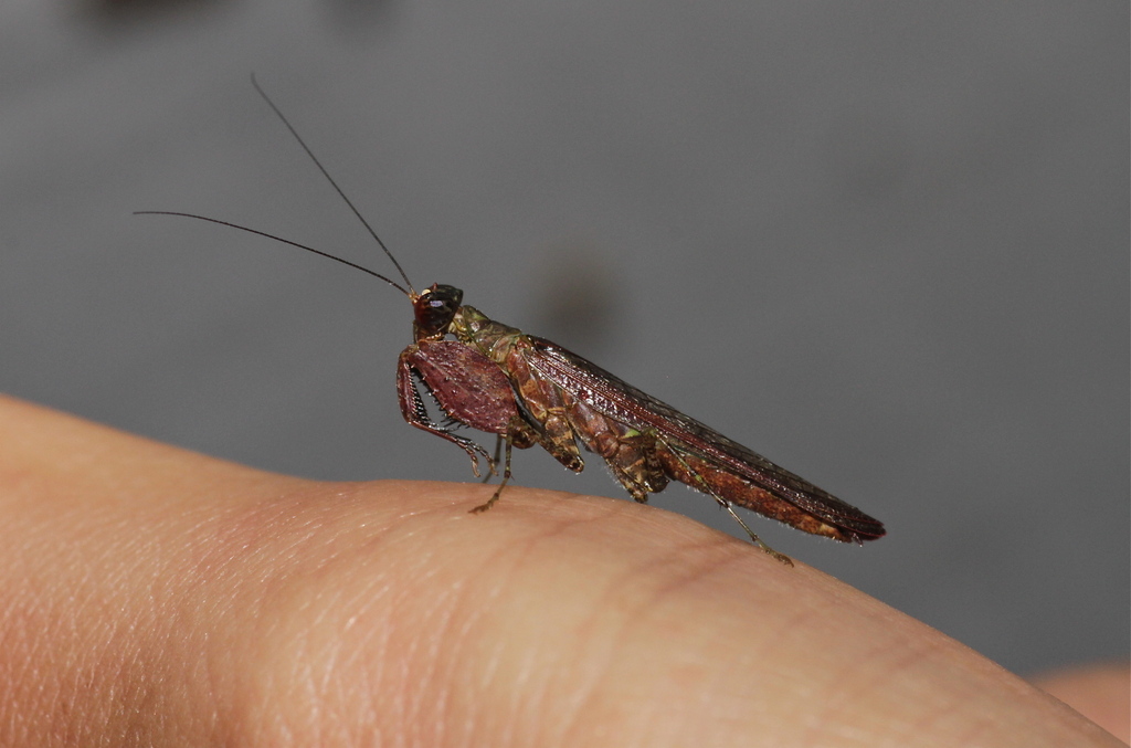 Catestiasula moultoni from Кенингау, Сабах, Малайзия on April 5, 2011 ...