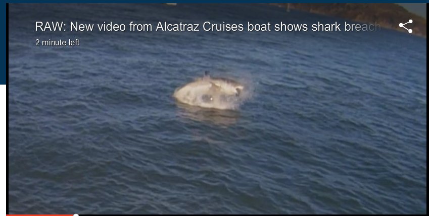 Great White Shark from Alcatraz Island on October 10, 2015 by David ...