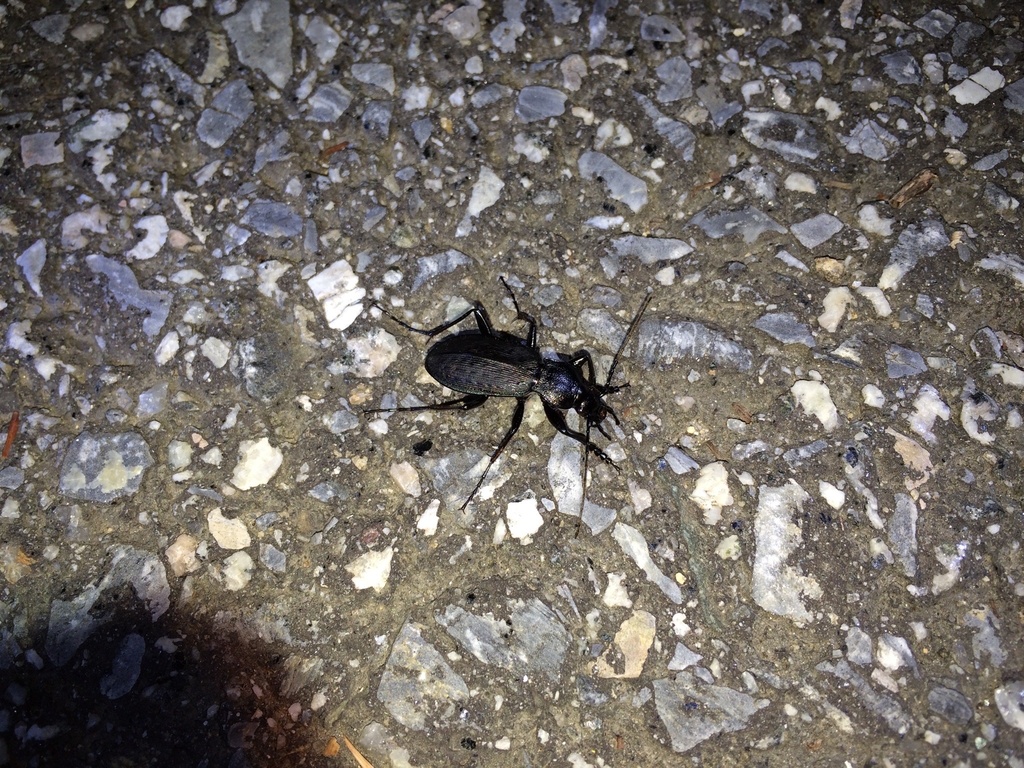 Carabus wulffiusi from 화당로, 제천시, 충청북도, KR on August 16, 2015 at 12:12 ...