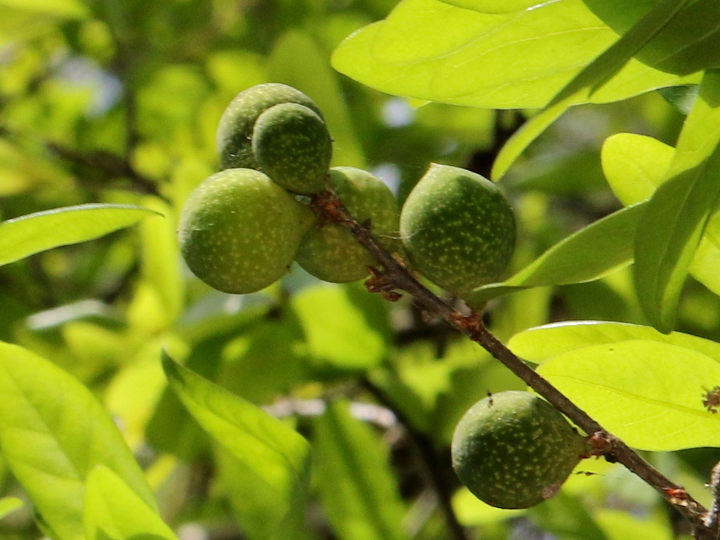 Madagascar Olive from Coconut Creek, FL, USA on February 18, 2023 at 01 ...