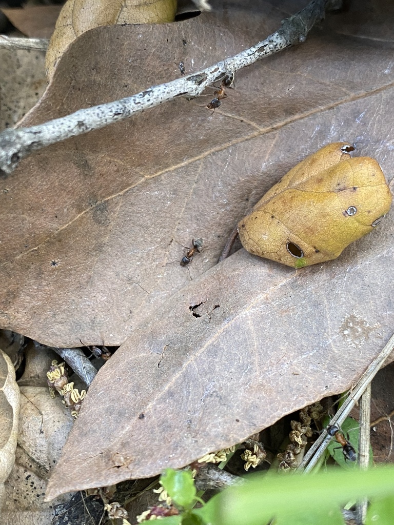 Western Velvety Tree Ant from Hampstead Rd, La Cañada Flintridge, CA ...
