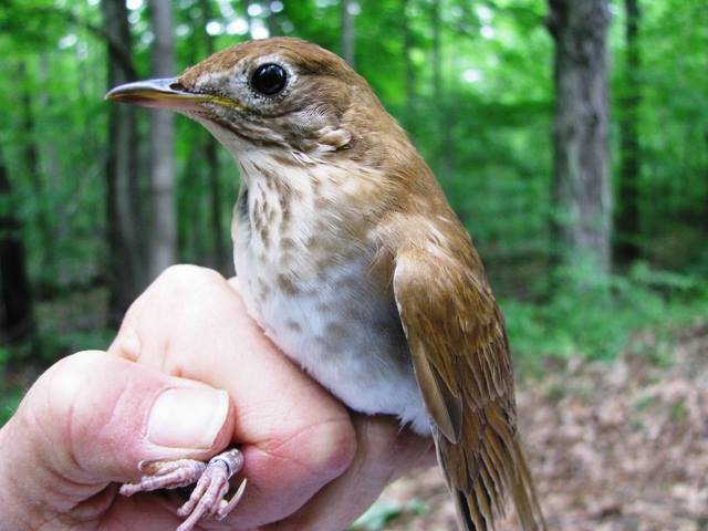 Veery (Birds of Skiff Mountain South Preserve & Skiff Mountain ...