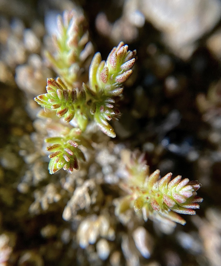 Crassula colligata lamprosperma from Palomares Ave, La Verne, CA, US on ...