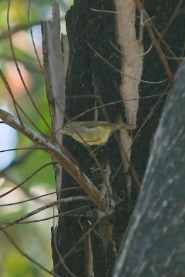 Australasian Thornbills from Burrowa - Pine Mountain, Towong - Pt B, AU ...