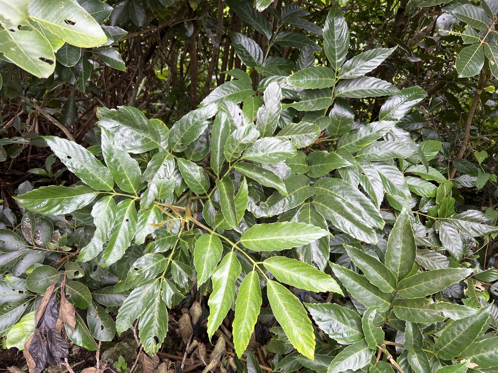 Leea philippinensis in February 2023 by Kuo-Fang Chung · iNaturalist