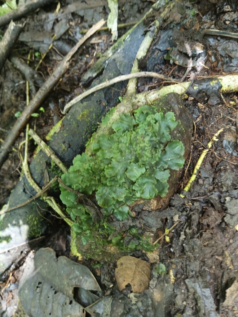 Monoclea gottschei from Casacay on February 18, 2023 by Yeraldin Lozano ...