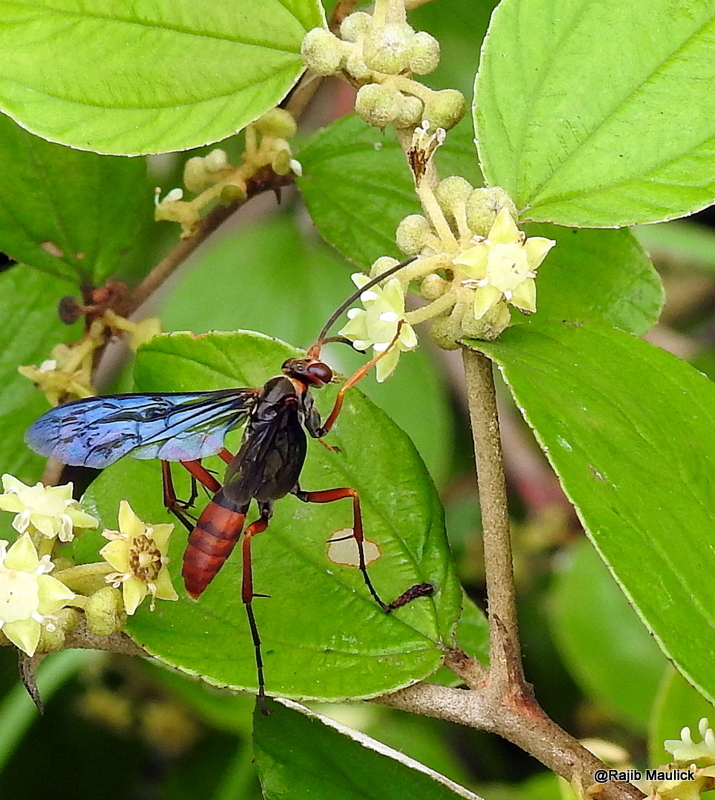 Spider Wasps from Bijra, West Bengal 713206, India on September 22 ...