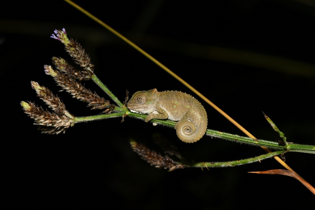Natal Midland Dwarf Chamaeleon in February 2023 by Craig Cordier ...