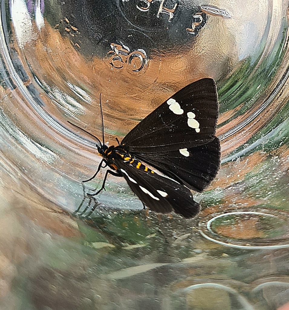 New Zealand Magpie Moth from Ryal Bush, New Zealand on February 19 ...