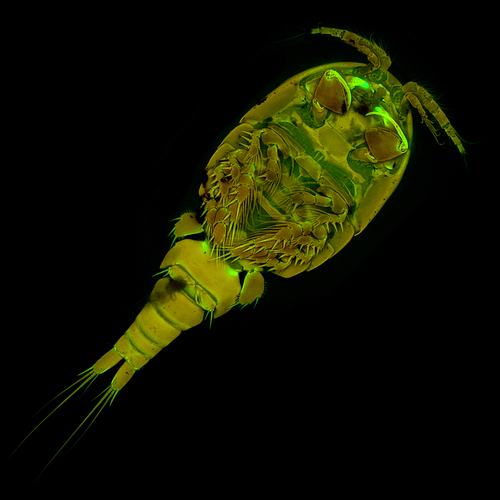 โคพีพอดสามัญ (Neocopepoda)