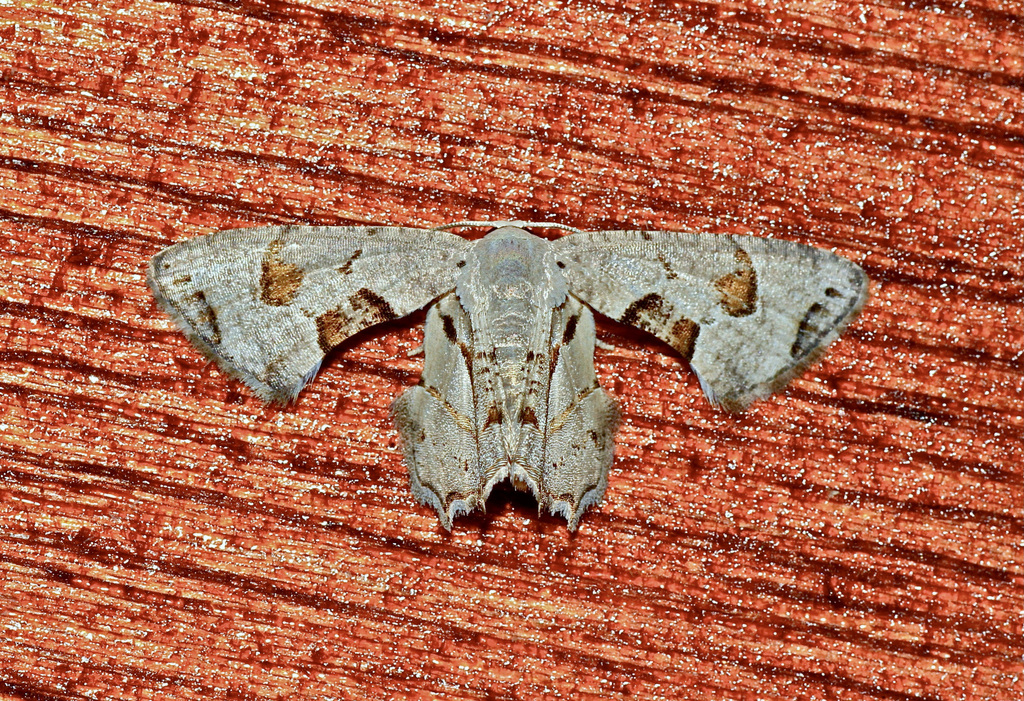 Epiplema saccata from Кенингау, Сабах, Малайзия on April 9, 2011 at 04: ...