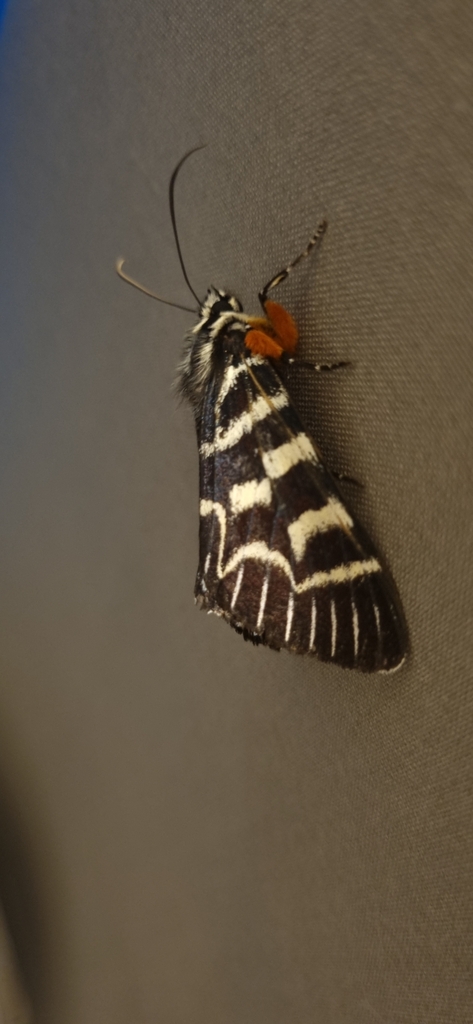 Mistletoe Moth from Broadford on February 20, 2023 at 02:09 AM by Ally ...