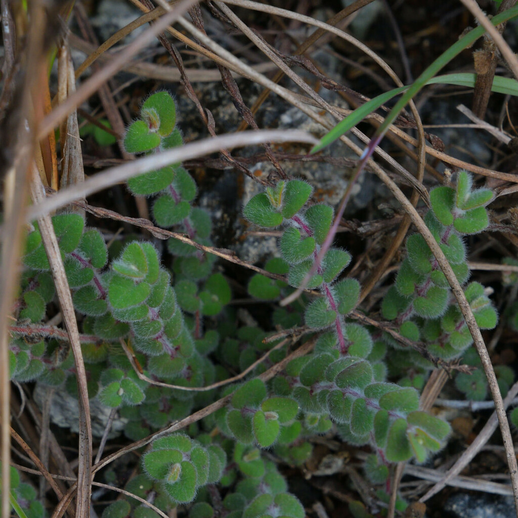 Pineland Sandmat in February 2023 by Pablo L Ruiz · iNaturalist