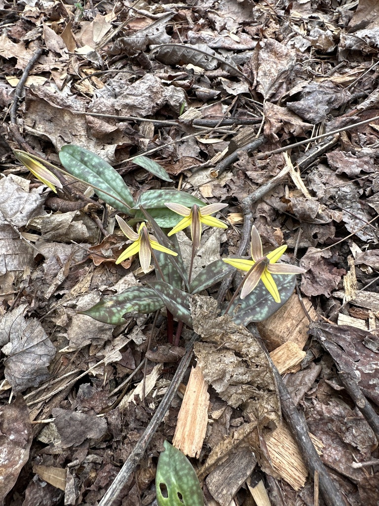 dimpled trout lily from Cary, NC, US on February 19, 2023 at 11:29 AM ...
