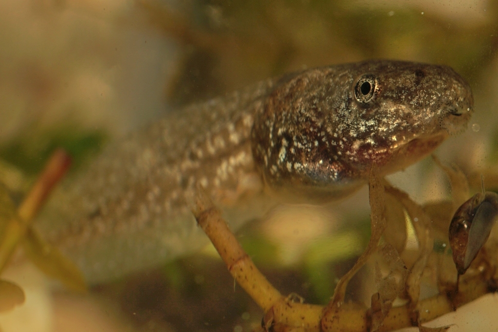 Pool frog complex and its kleptons from Terni on February 17, 2023 at ...
