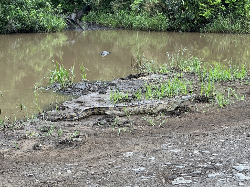 Southern African Crocodile from Hluhluwe Game Reserve, Big Five Hlabisa ...