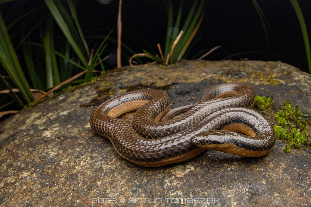 Bicoloured Stream Snake in February 2023 by Artur Tomaszek · iNaturalist