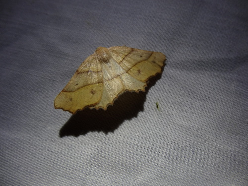 género Microclysia · NaturaLista Colombia