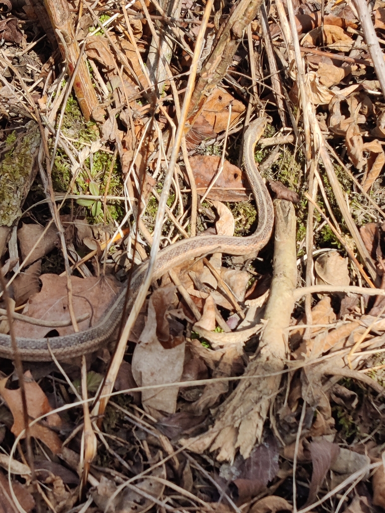 Common Garter Snake from Riley Township, MI 48041, USA on February 19 ...