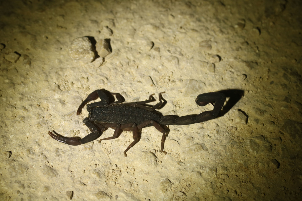 Slender Brown Scorpion from Tulum Municipality, Quintana Roo, Mexico on ...