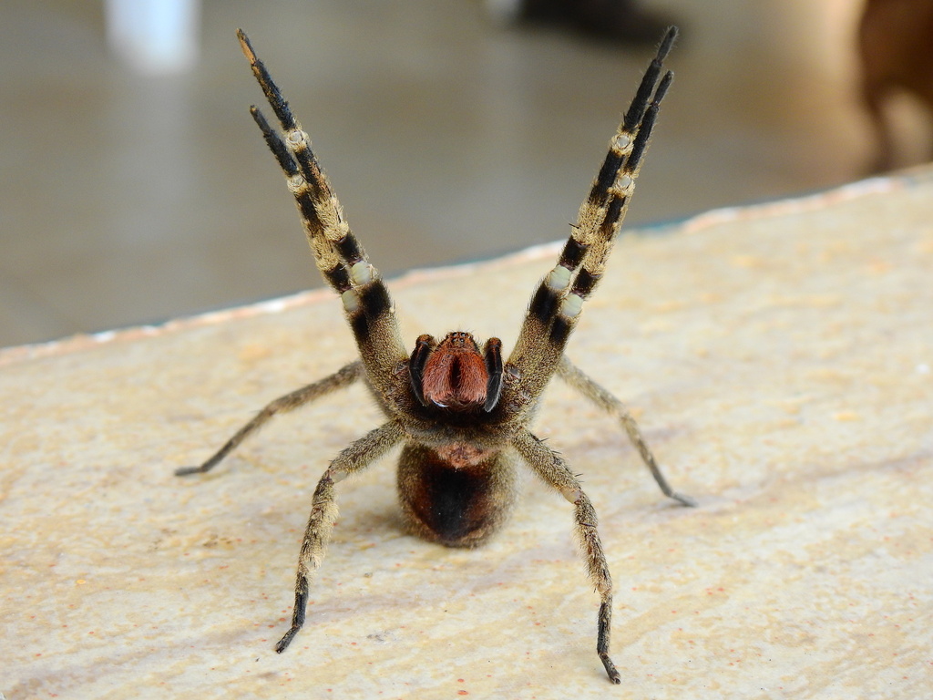 Brazilian Wandering Spider from Lagoa Formosa, MG, BR on July 15, 2020 ...