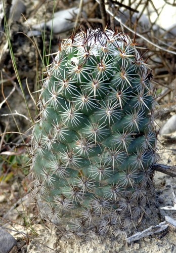 Cochemiea inexpectata · iNaturalist